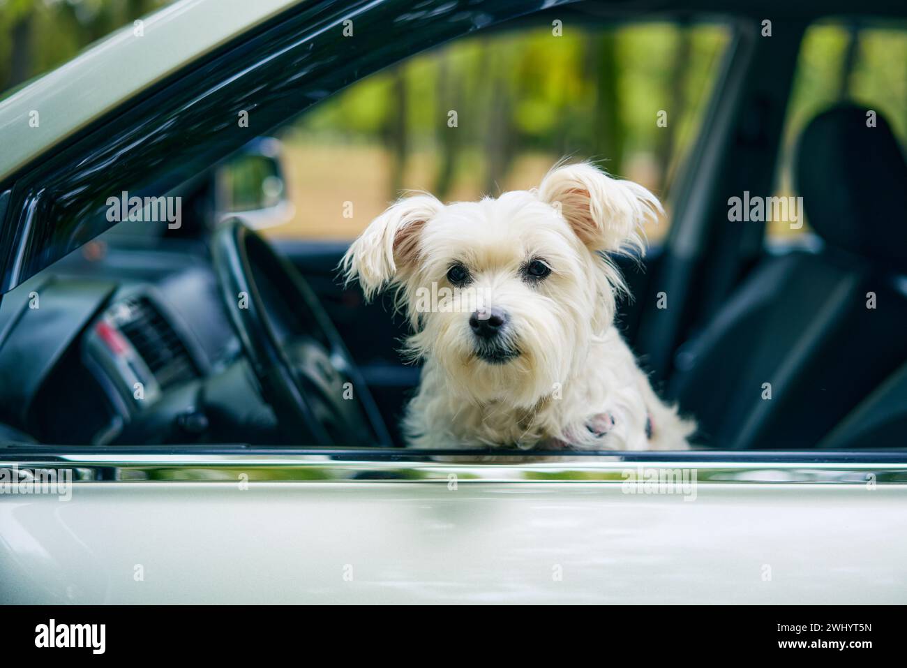 Cute fluffy dog looking out of car window Stock Photo - Alamy