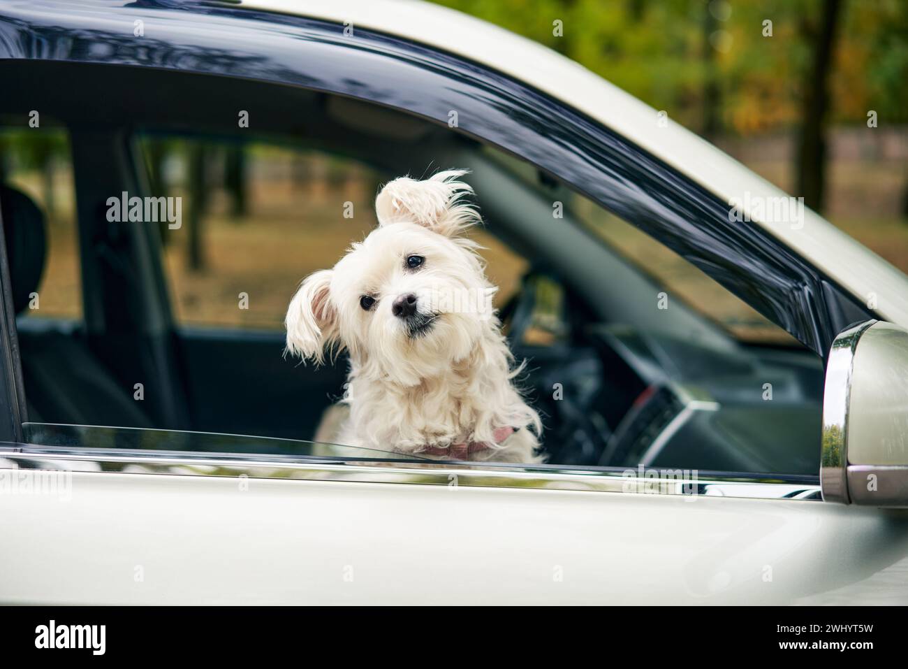 Cute fluffy dog looking out of car window. Travel concept Stock Photo ...