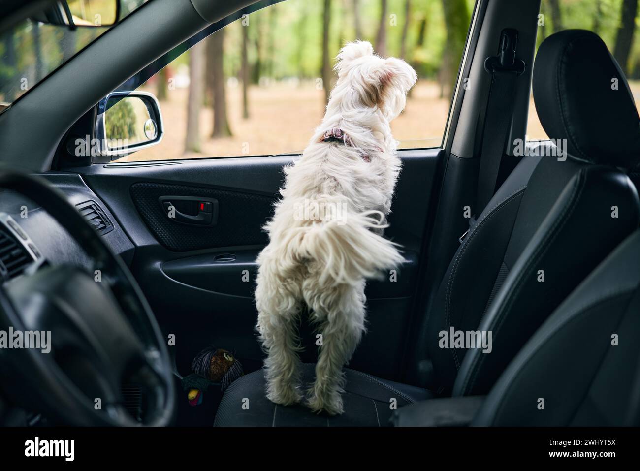 Rear view of white fluffy dog stands in the front passenger seat of car ...