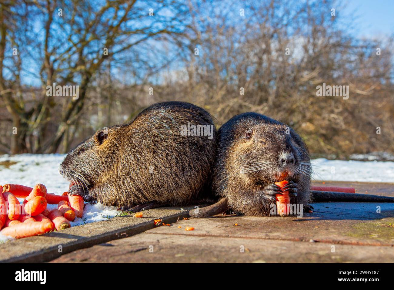 Nutria rodent teeth hi-res stock photography and images - Alamy