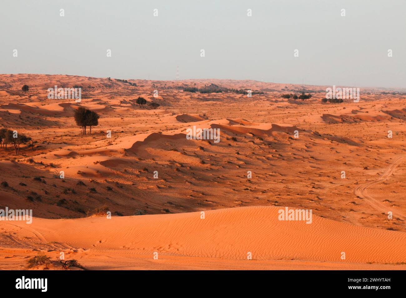 Tree in ras al khaimah hi-res stock photography and images - Alamy