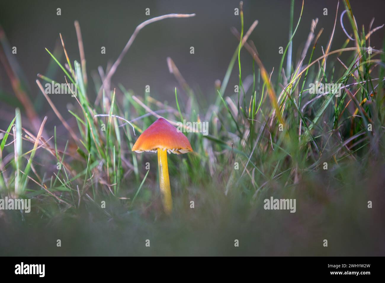 Conical sapling hi-res stock photography and images - Alamy