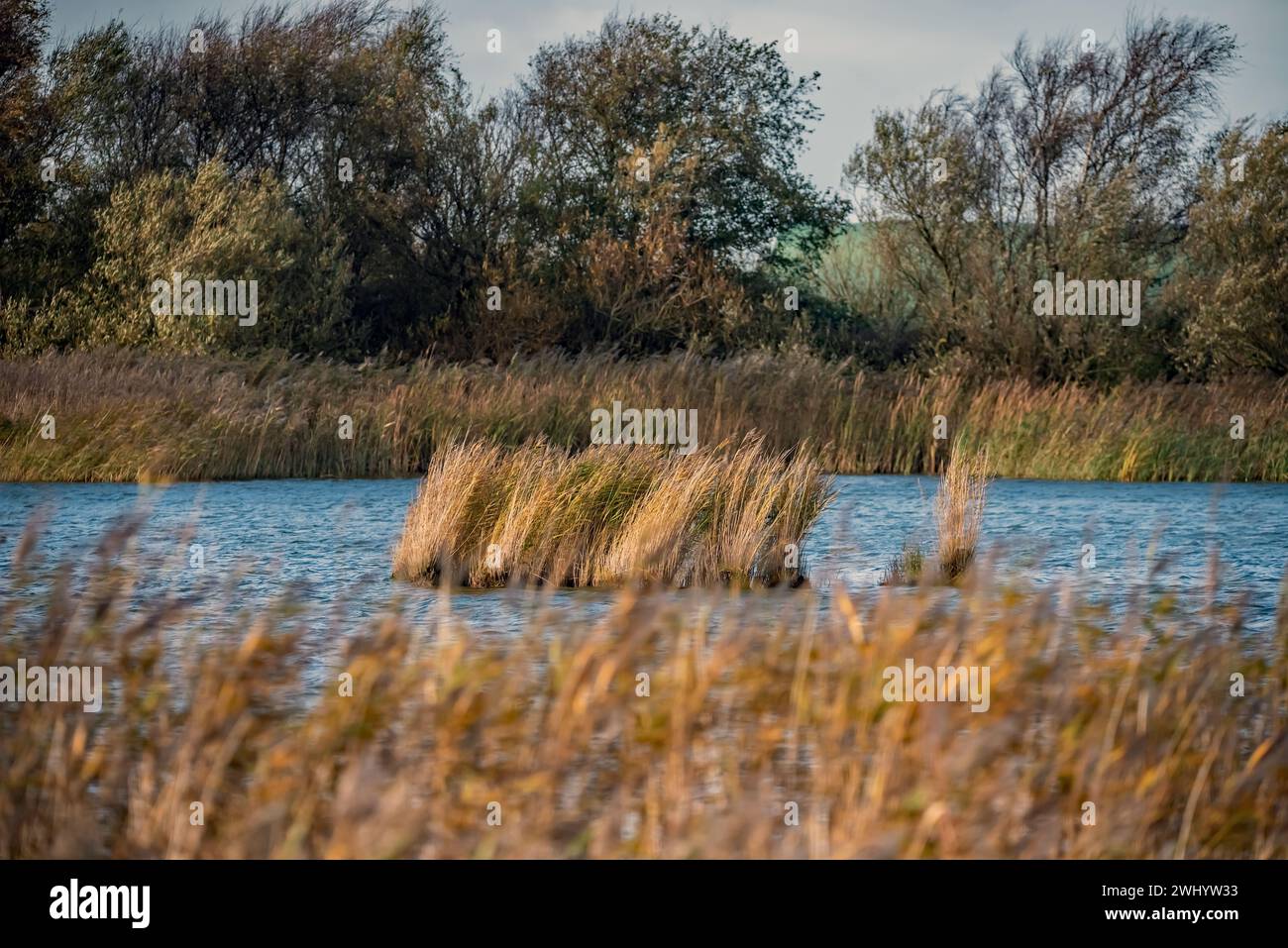 Reed plantings hi-res stock photography and images - Alamy