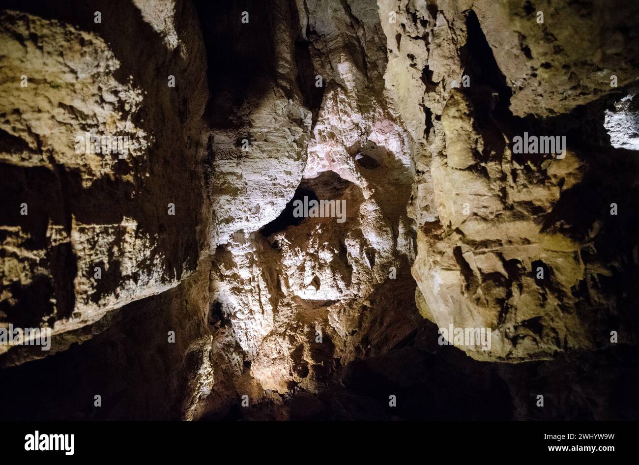 Subterranean biodiversity hi-res stock photography and images - Alamy