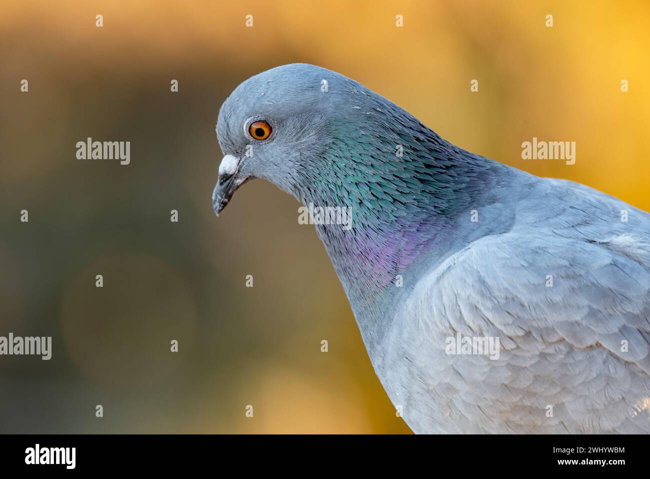 Closeup, Pigeon Head, Feather Structure, Iridescent Feathers, Pigeon ...