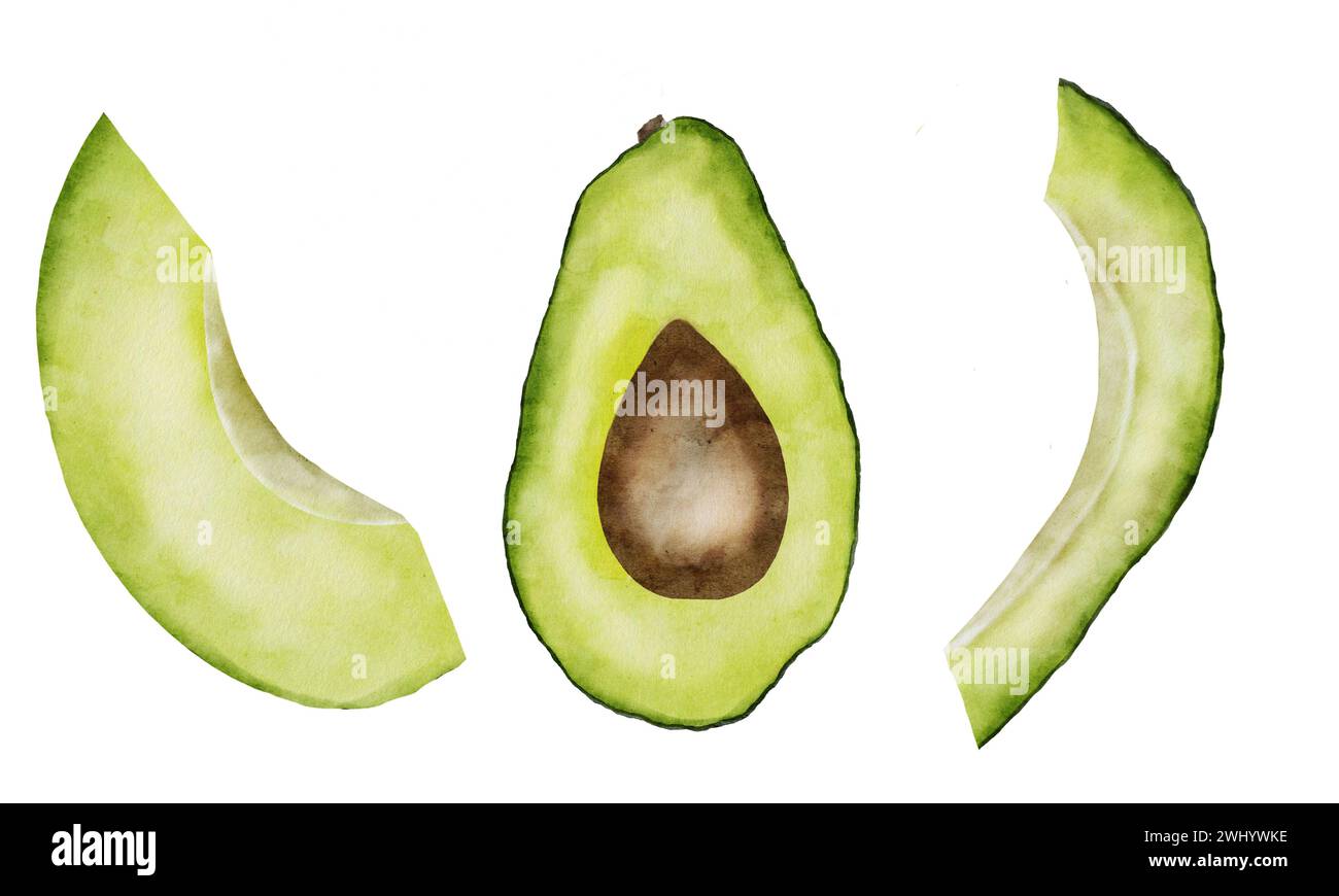 Avocado watercolor illustration set. Illustration of parts and halves ...