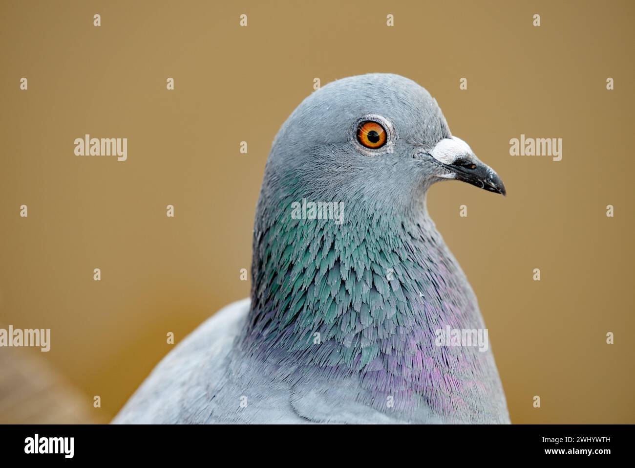 Closeup, Pigeon Head, Feather Structure, Iridescent Feathers, Pigeon ...