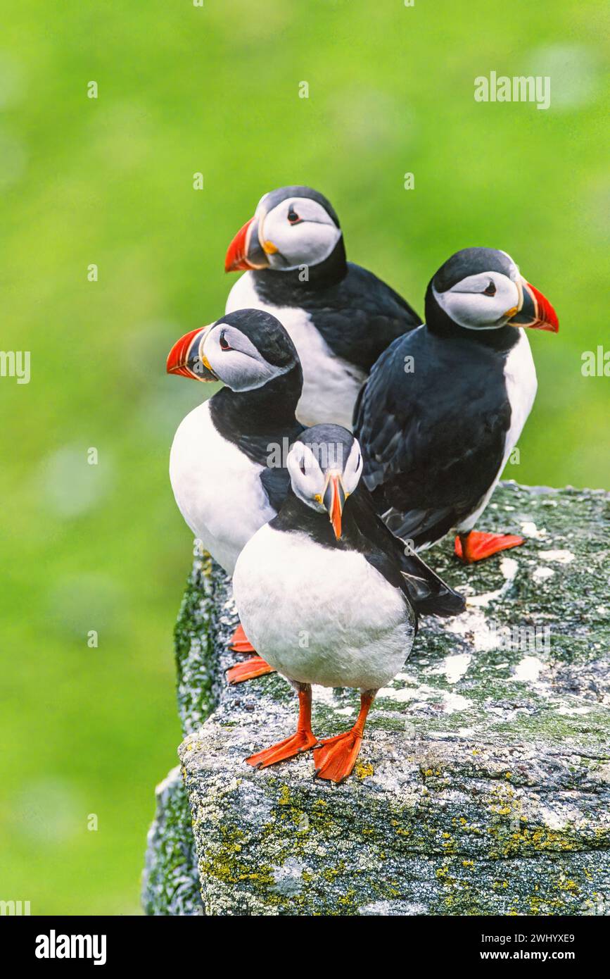 Group atlantic puffins perched hi-res stock photography and images - Alamy