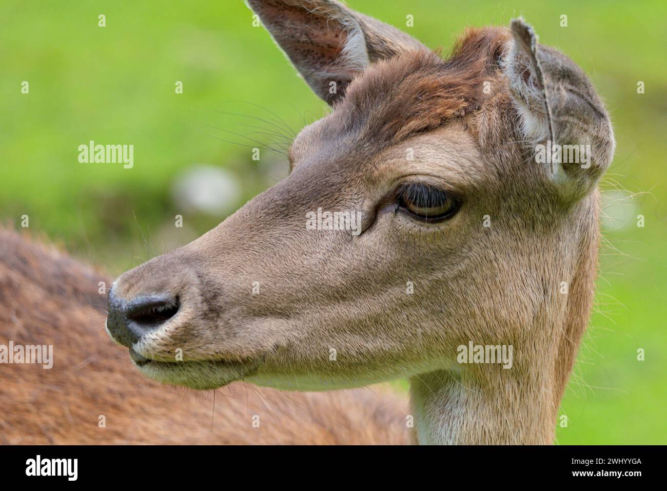 Hine, Fallow deer, Karwendel, Tyrol, Austria, June Stock Photo - Alamy