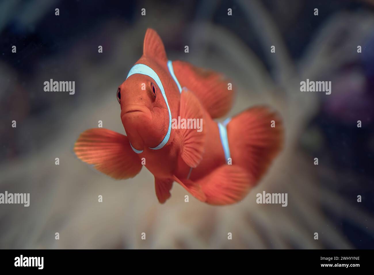 Close up of clown fish hi-res stock photography and images - Alamy