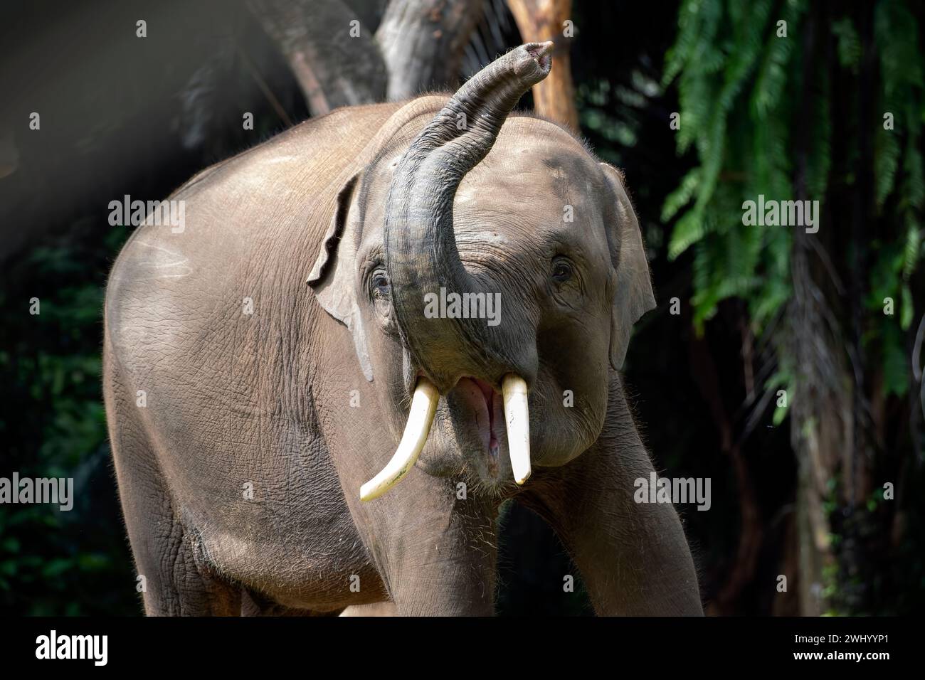 Sumatran elephant family hi-res stock photography and images - Alamy
