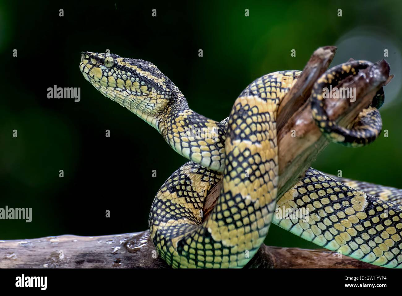 White lipped pit viper (Trimeresurus insularis) in black background ...