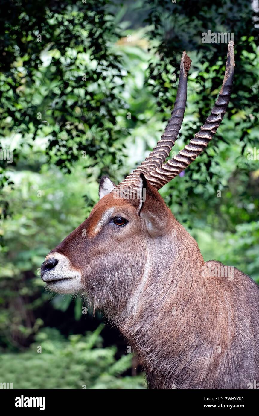 Impala head hi-res stock photography and images - Alamy