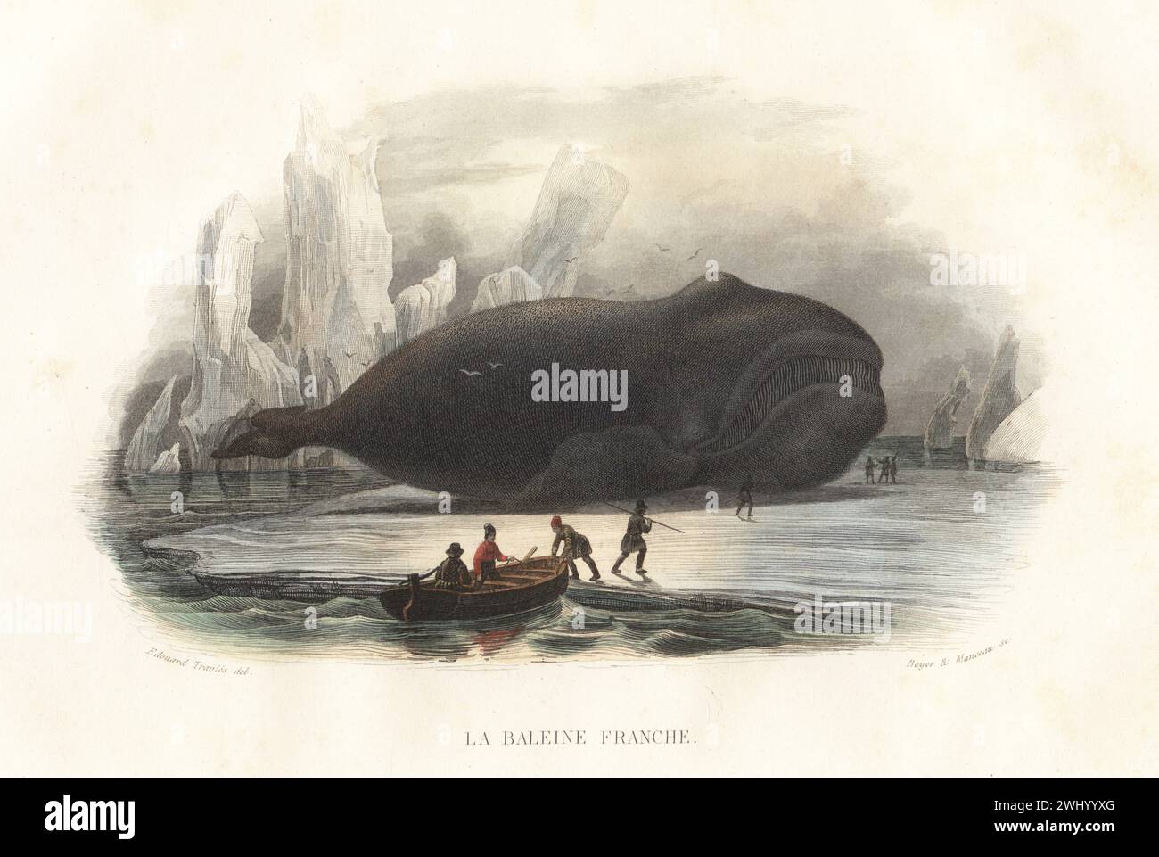 Baleine franche hi-res stock photography and images - Alamy