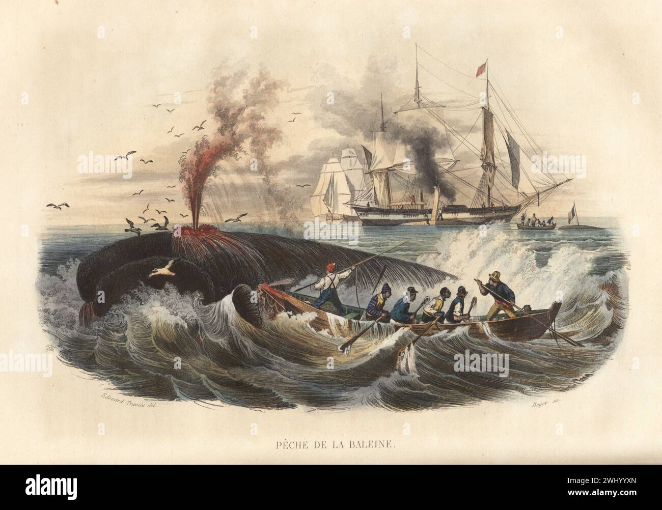 French whalers hunting the critically endangered North Atlantic right ...