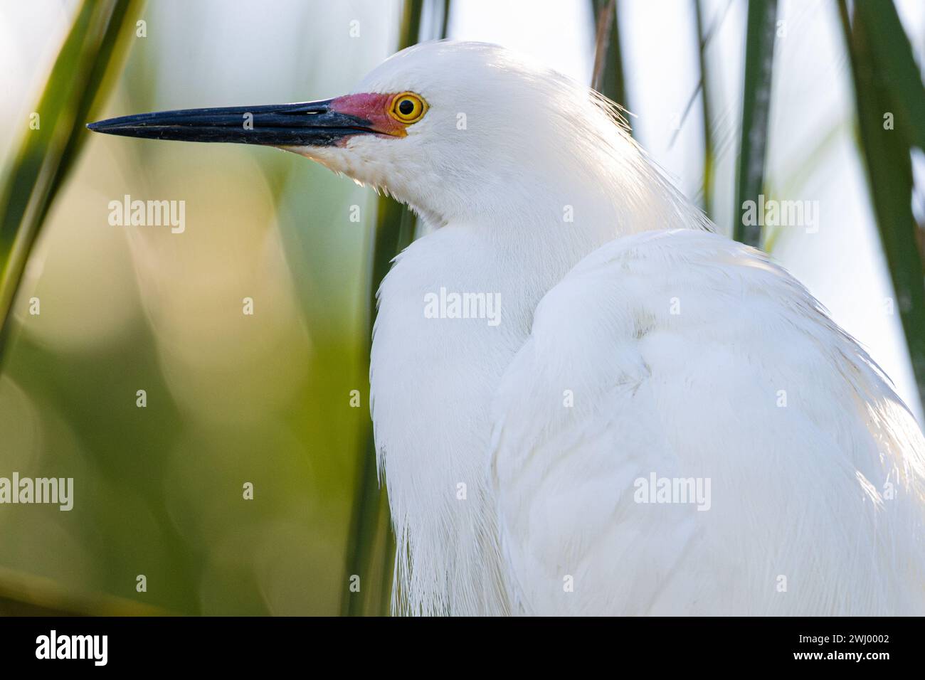 Wild snowy egret (Egretta thula) in breeding season at the St ...