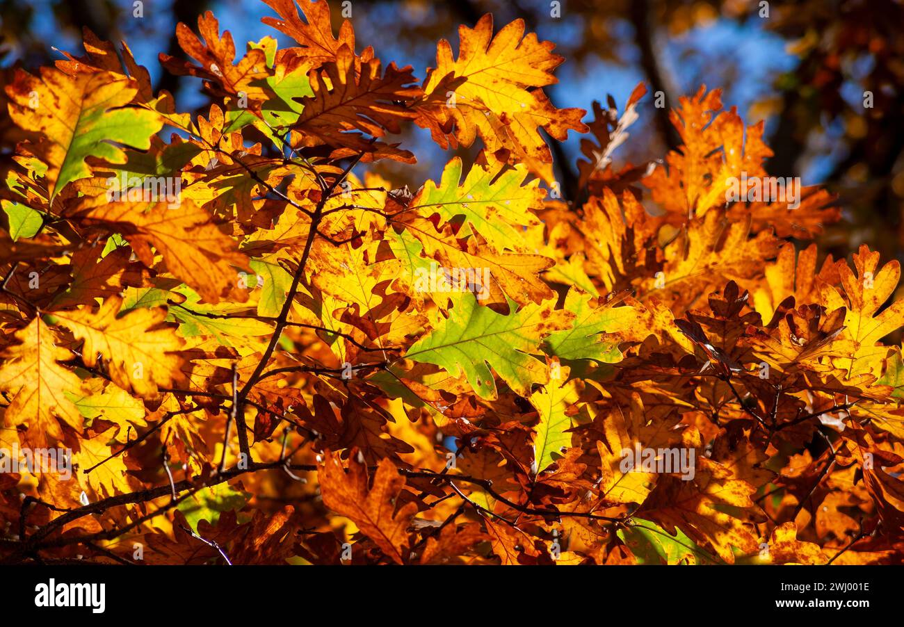 White oak (Quercus alba) in fall foliage. Twigs with leaves changing ...