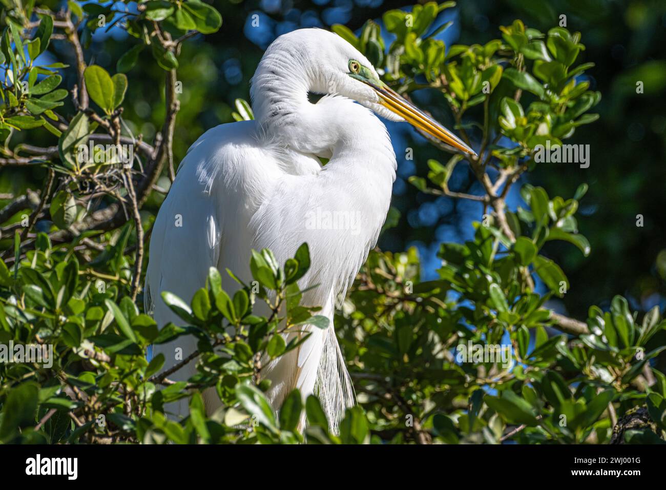 Green faced great egret hi-res stock photography and images - Alamy