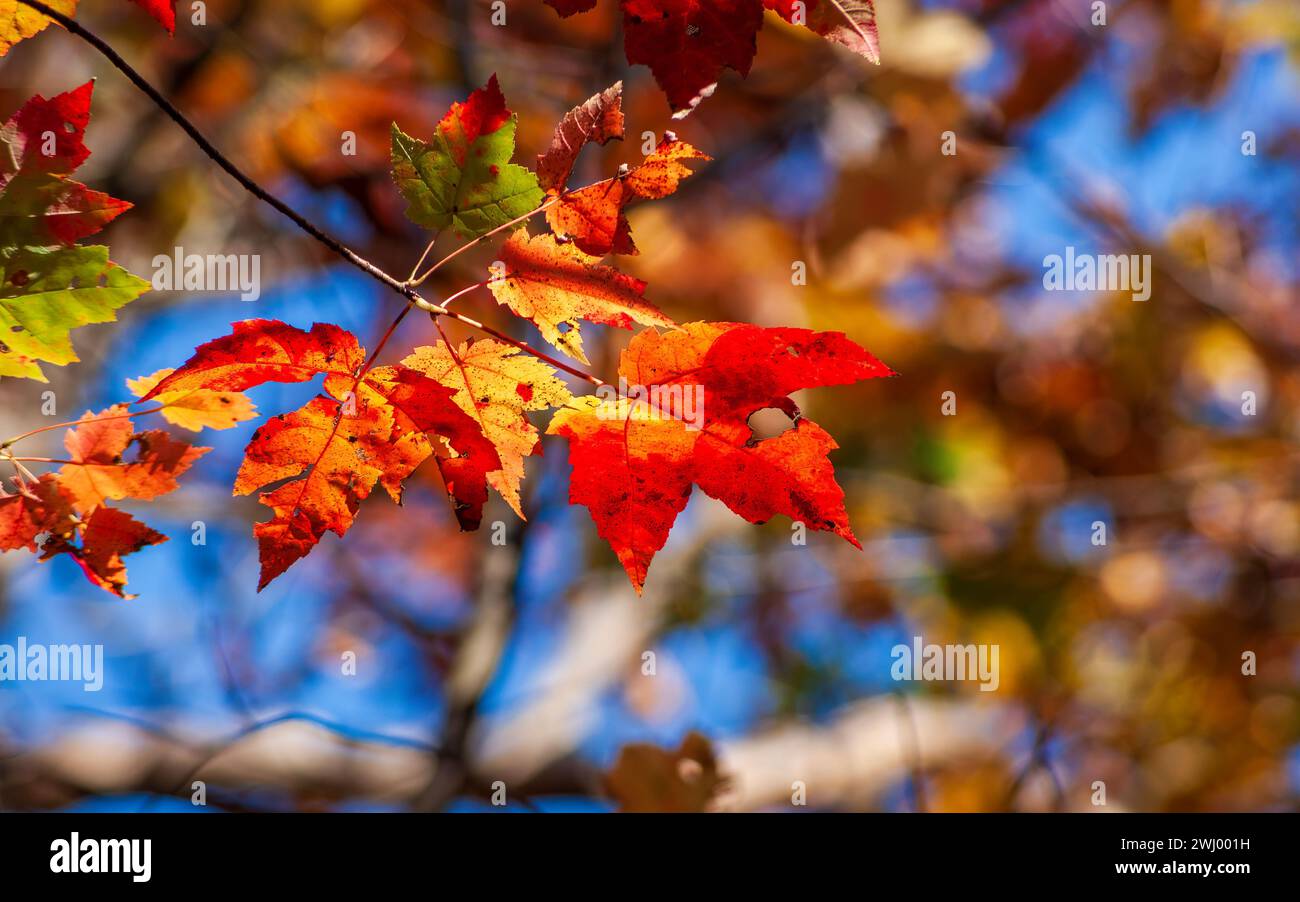 Twigs of a red maple tree (Acer rubrum). Peak fall foliage. Leaves changing colors, in vibrant ...