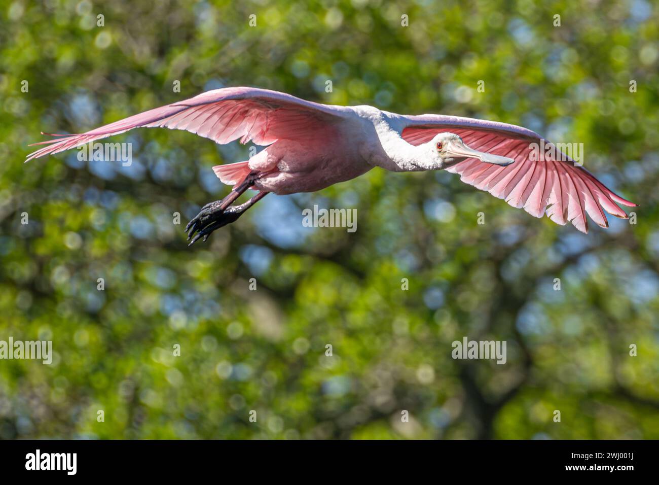 Pink Roseate spoonbill (Platalea ajaja) in flight over a wading bird ...