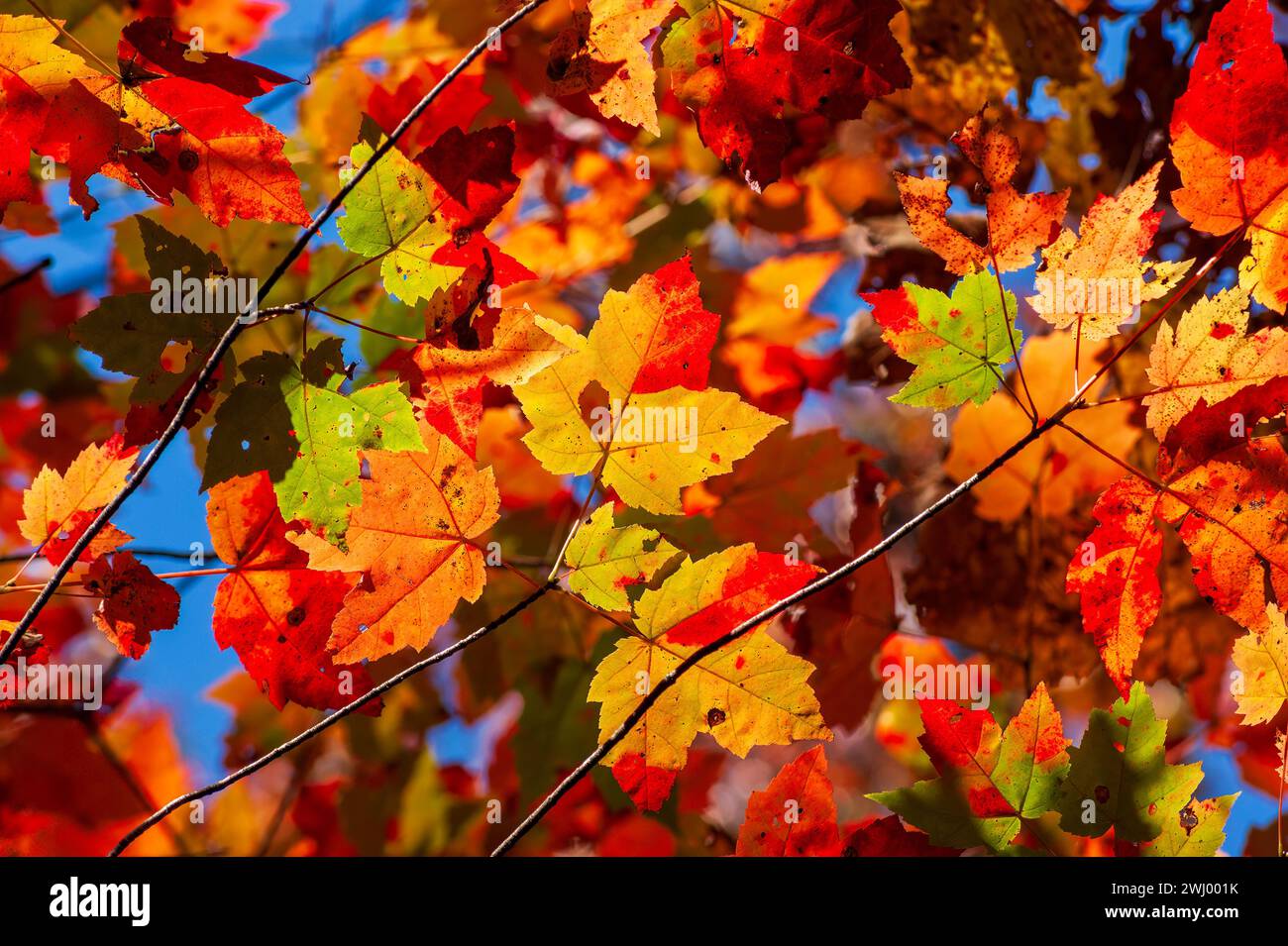 Tree canopy turning into autumn shades hi-res stock photography and images - Alamy