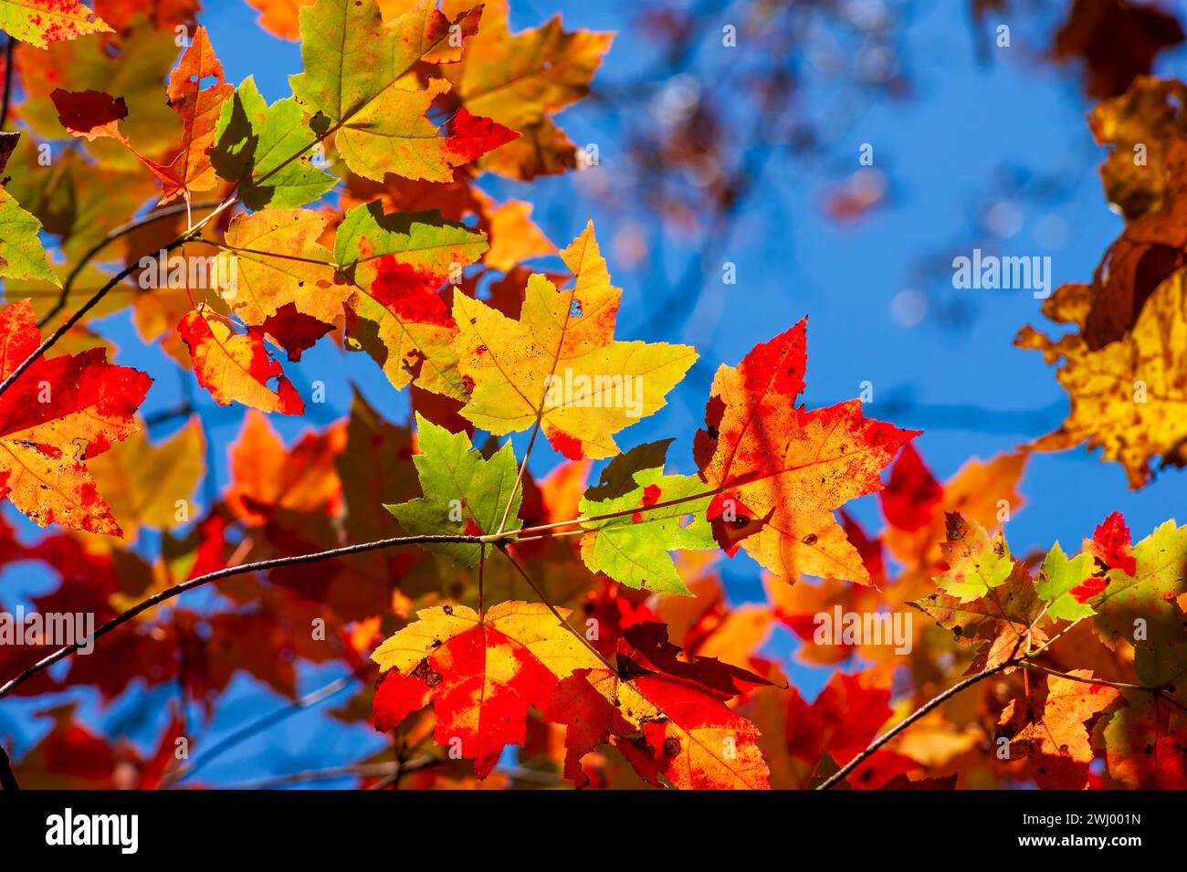 Twigs of a red maple tree (Acer rubrum). Peak fall foliage. Leaves changing colors, in vibrant ...