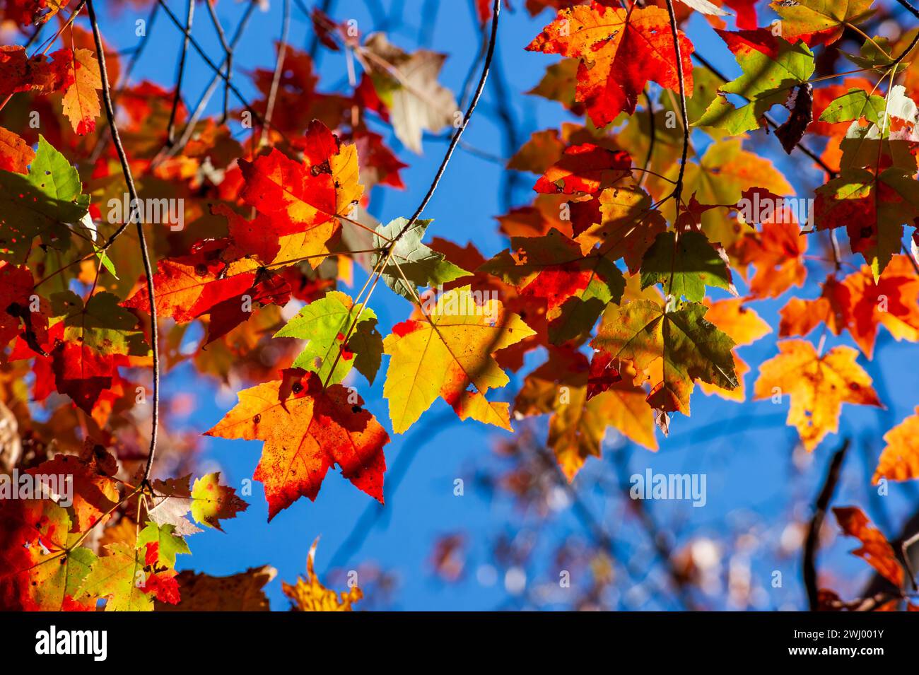 Twigs of a red maple tree (Acer rubrum). Peak fall foliage. Leaves changing colors, in vibrant ...
