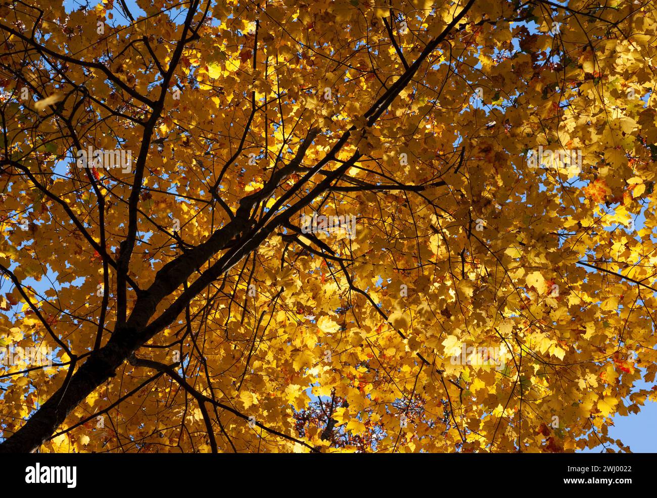 The canopy of a red maple tree (Acer rubrum). Leaves changing color, in shades of bright yellow ...