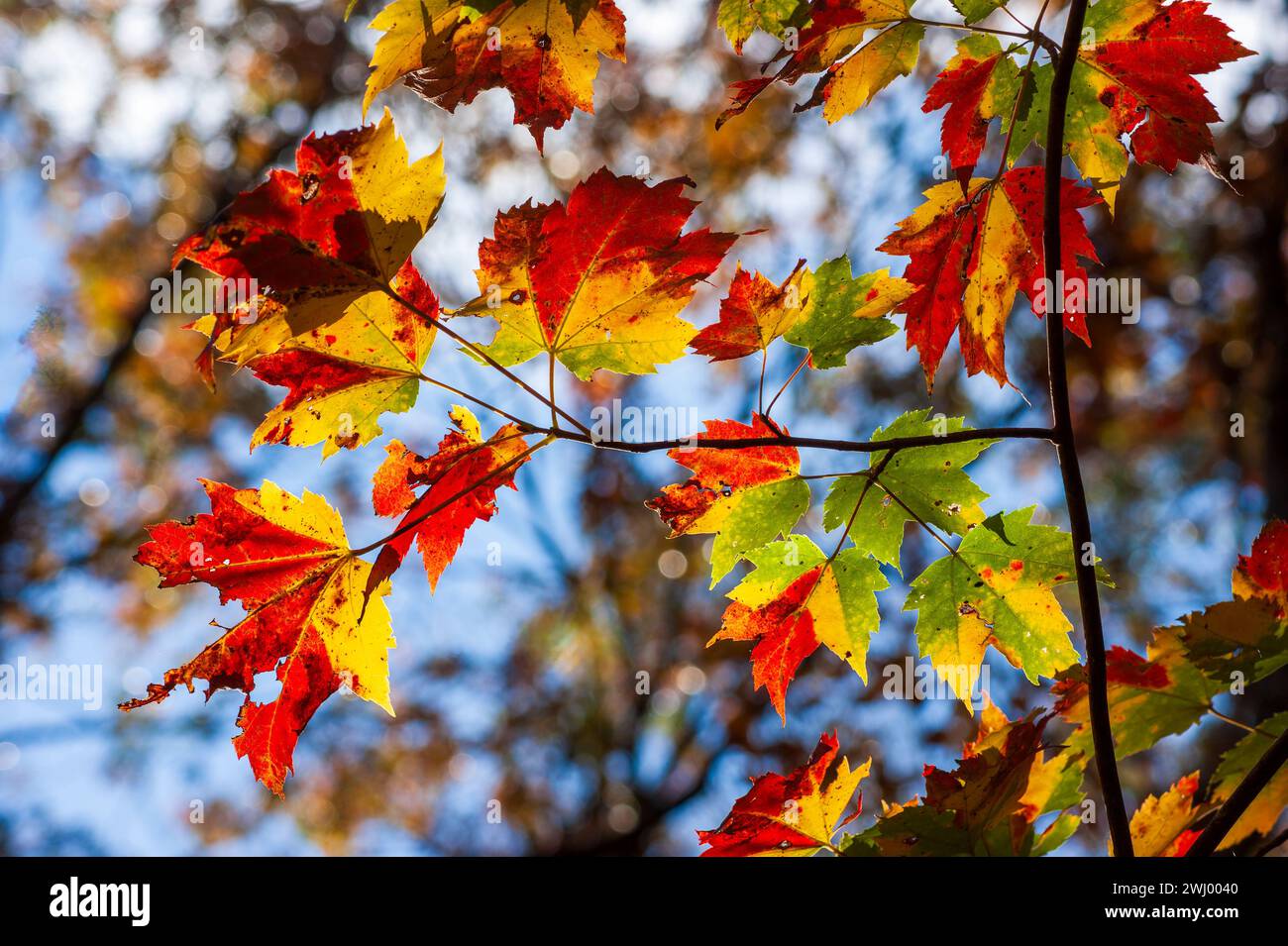 Twigs of a red maple tree (Acer rubrum). Peak fall foliage. Leaves ...
