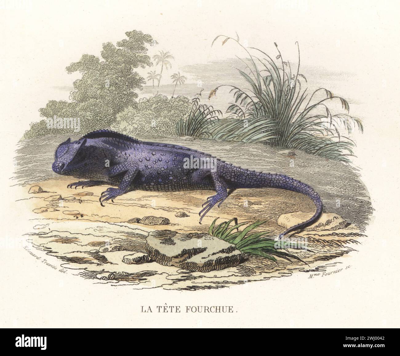 Agama scutatus hi-res stock photography and images - Alamy