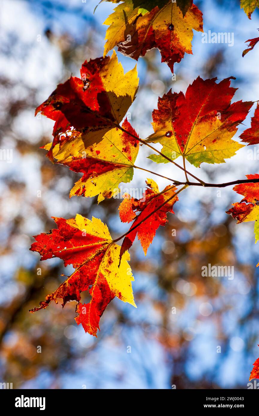 Twigs of a red maple tree (Acer rubrum). Peak fall foliage. Leaves changing colors, in vibrant ...