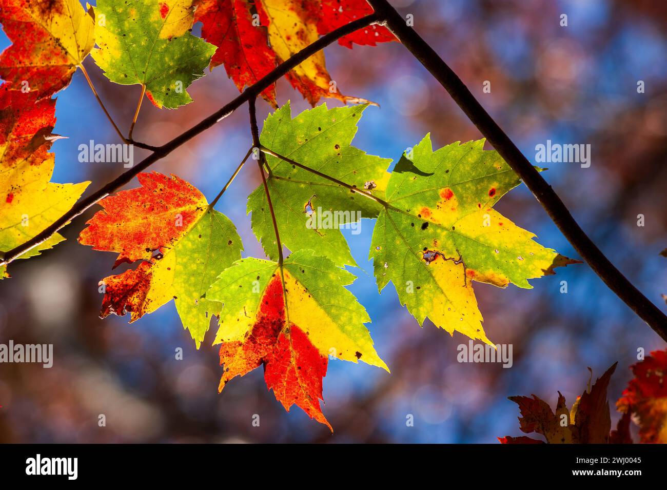 Twigs of a red maple tree (Acer rubrum). Peak fall foliage. Leaves changing colors, in vibrant ...