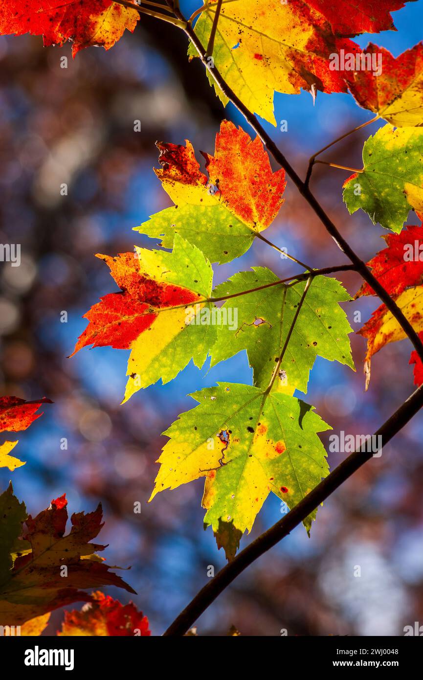 Tree canopy turning into autumn shades hi-res stock photography and images - Alamy