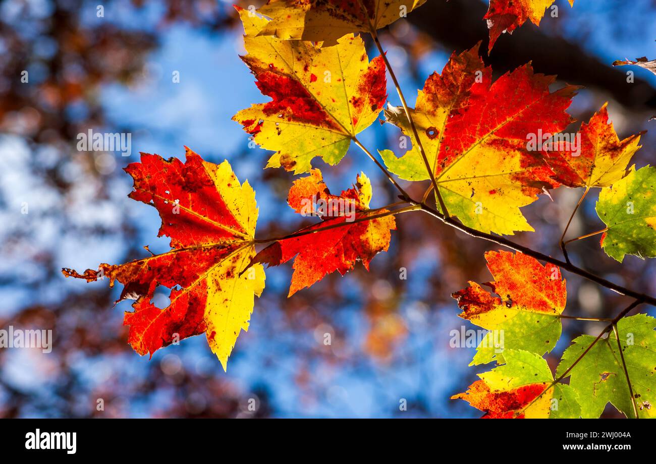 Twigs of a red maple tree (Acer rubrum). Peak fall foliage. Leaves changing colors, in vibrant ...