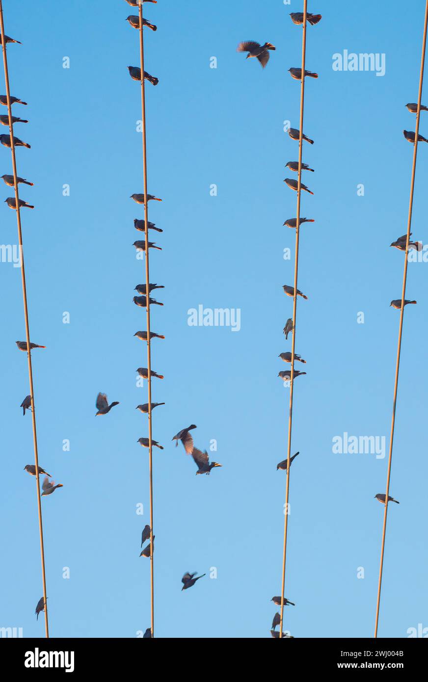 Sparrows, Powerlines, Goleta, California, Birds, Perched, Many, Urban ...