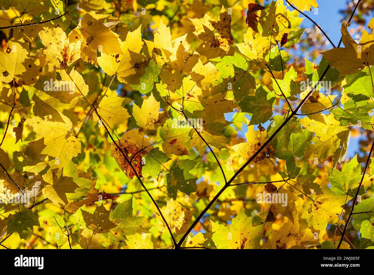 Red maple (Acer rubrum) - twigs with leaves changing color, in shades of bright yellow. Vibrant ...