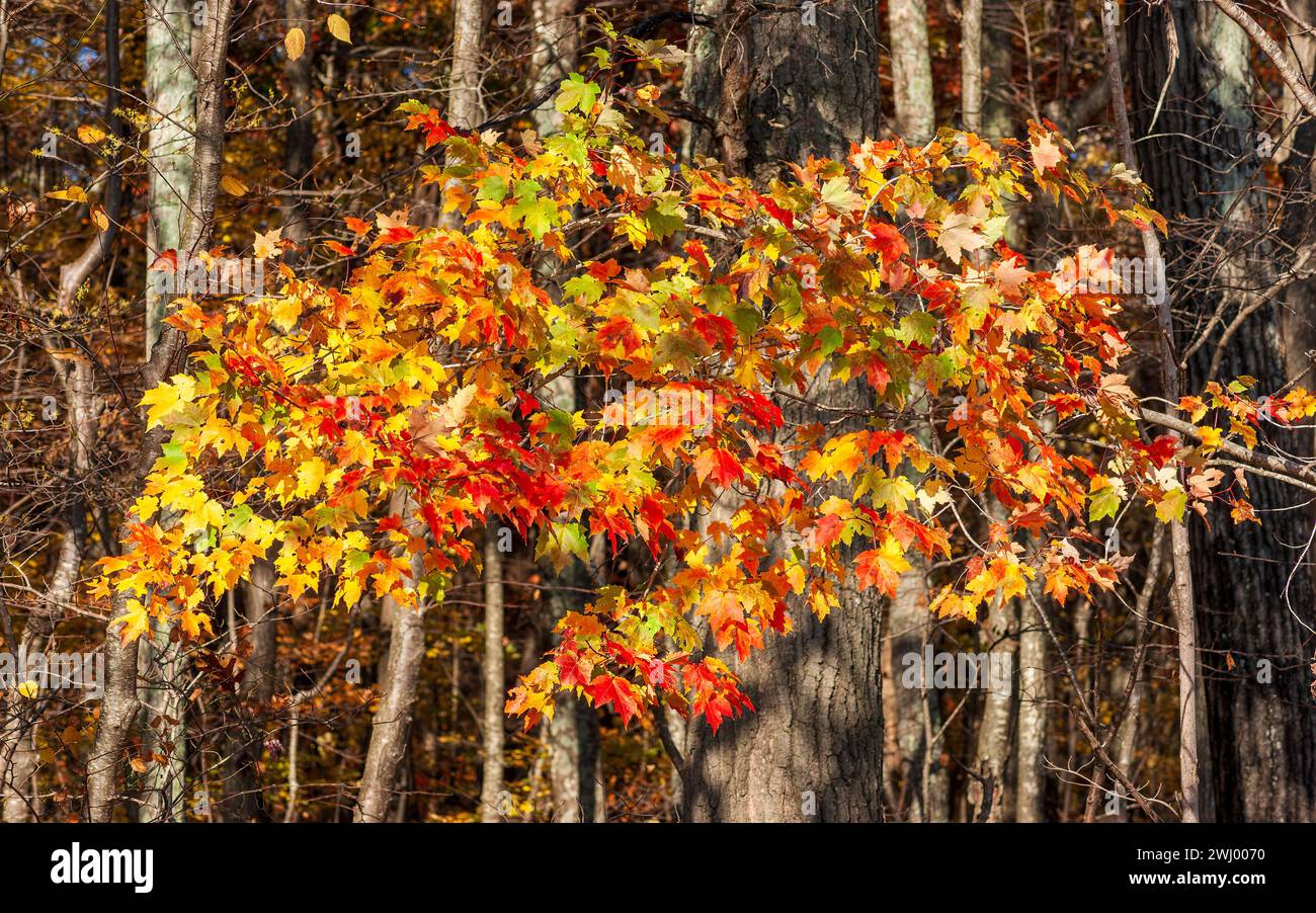The branch of a red maple tree (Acer rubrum). Peak fall foliage, Leaves changing colors, in ...