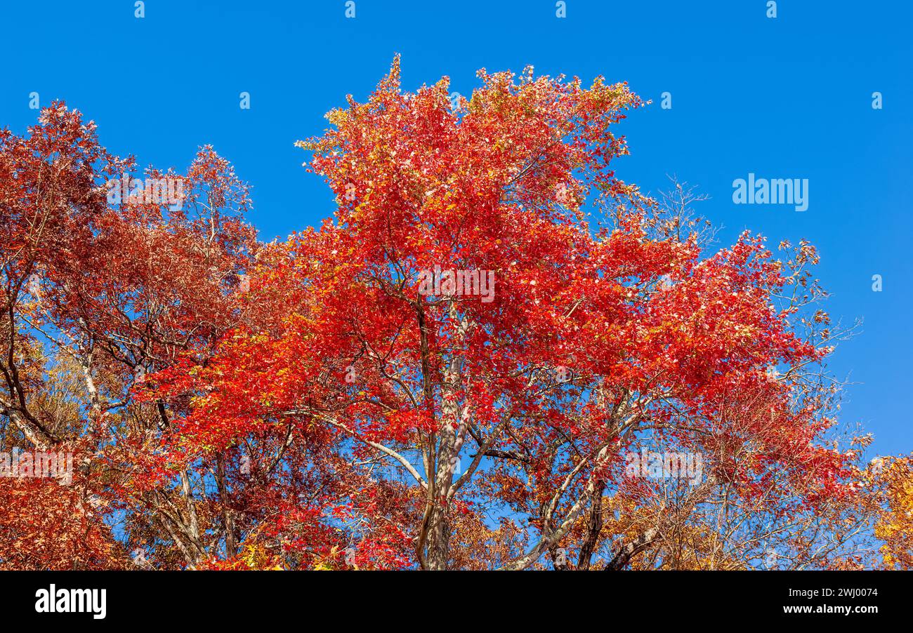 Red maple tree (Acer rubrum). Canopy with leaves changing color, in shades of bright red. New ...