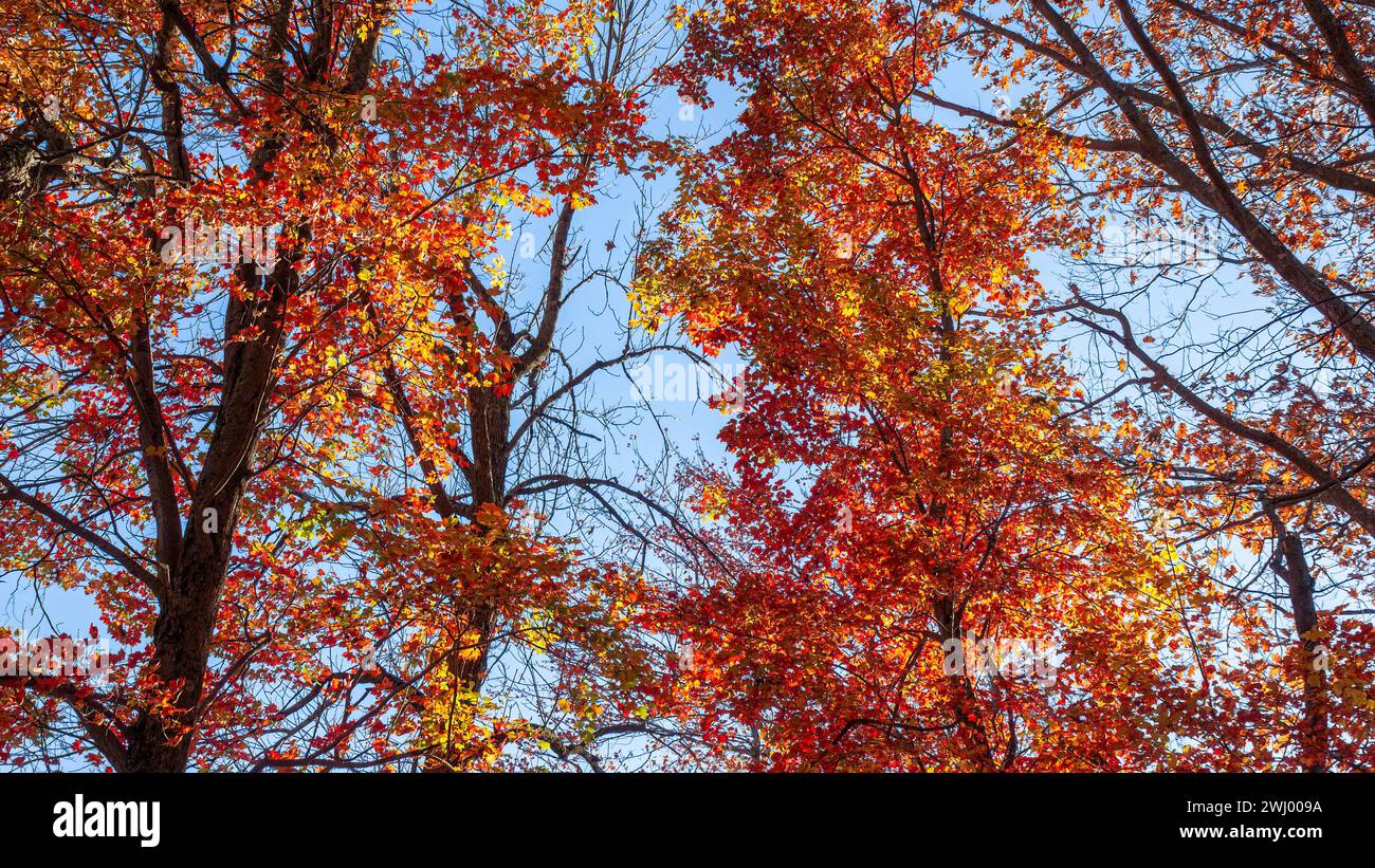 Red maple tree (Acer rubrum). Canopy with leaves changing color, in shades of bright red. New ...