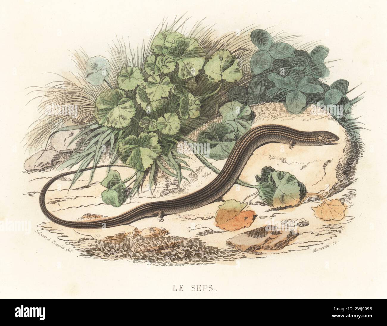 Lacerta chalcides hi-res stock photography and images - Alamy