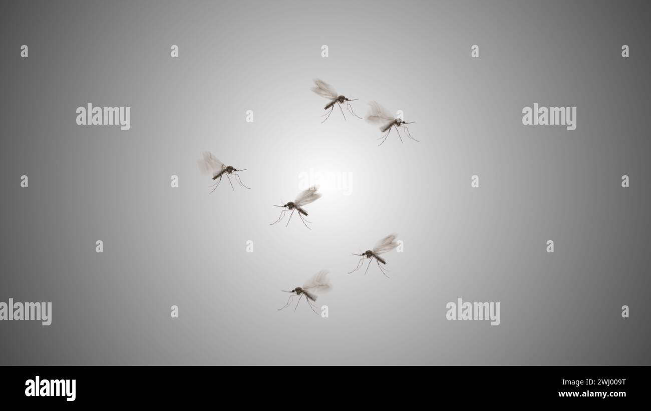 Dengue mosquitoes isolated flying on gradient background Stock Photo ...