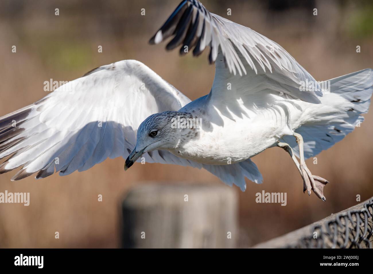 California Seagulls, Closeup Views, Standing, Flying, Stretching ...