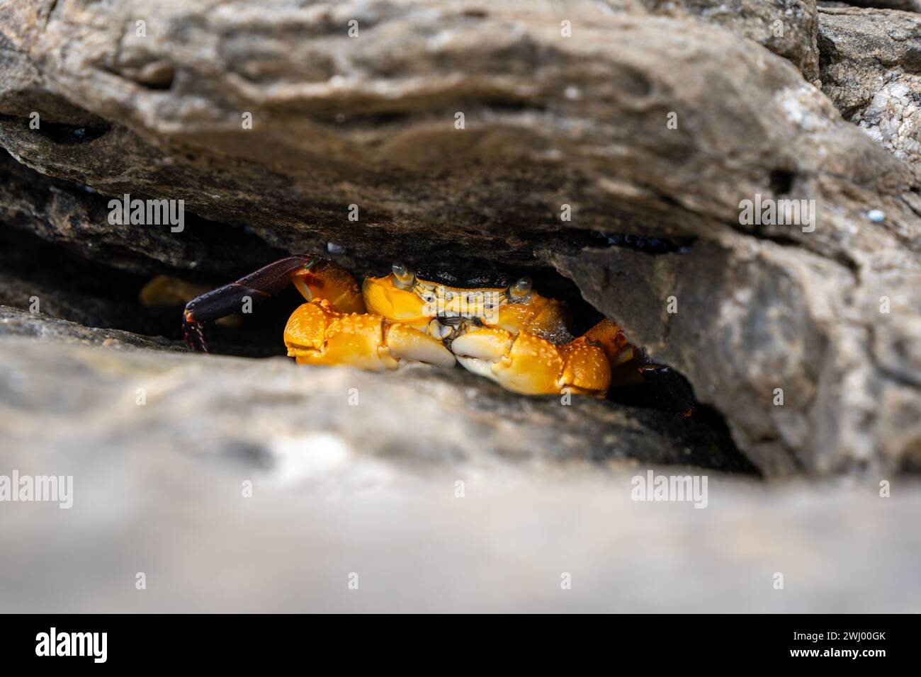 Crab hiding under a rock, Kangaroo Island, South Australia Stock Photo ...