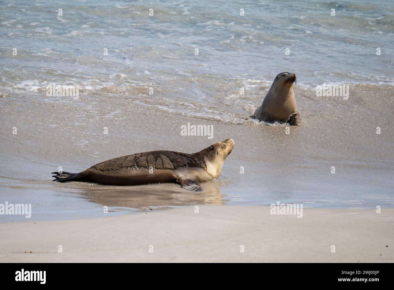 Seal bay conservation park hi-res stock photography and images - Alamy