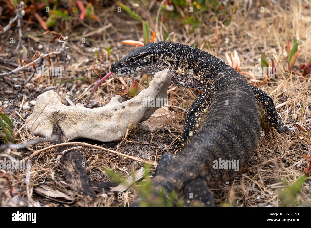 Wild goanna on Kangaroo Island, South Australia Stock Photo - Alamy