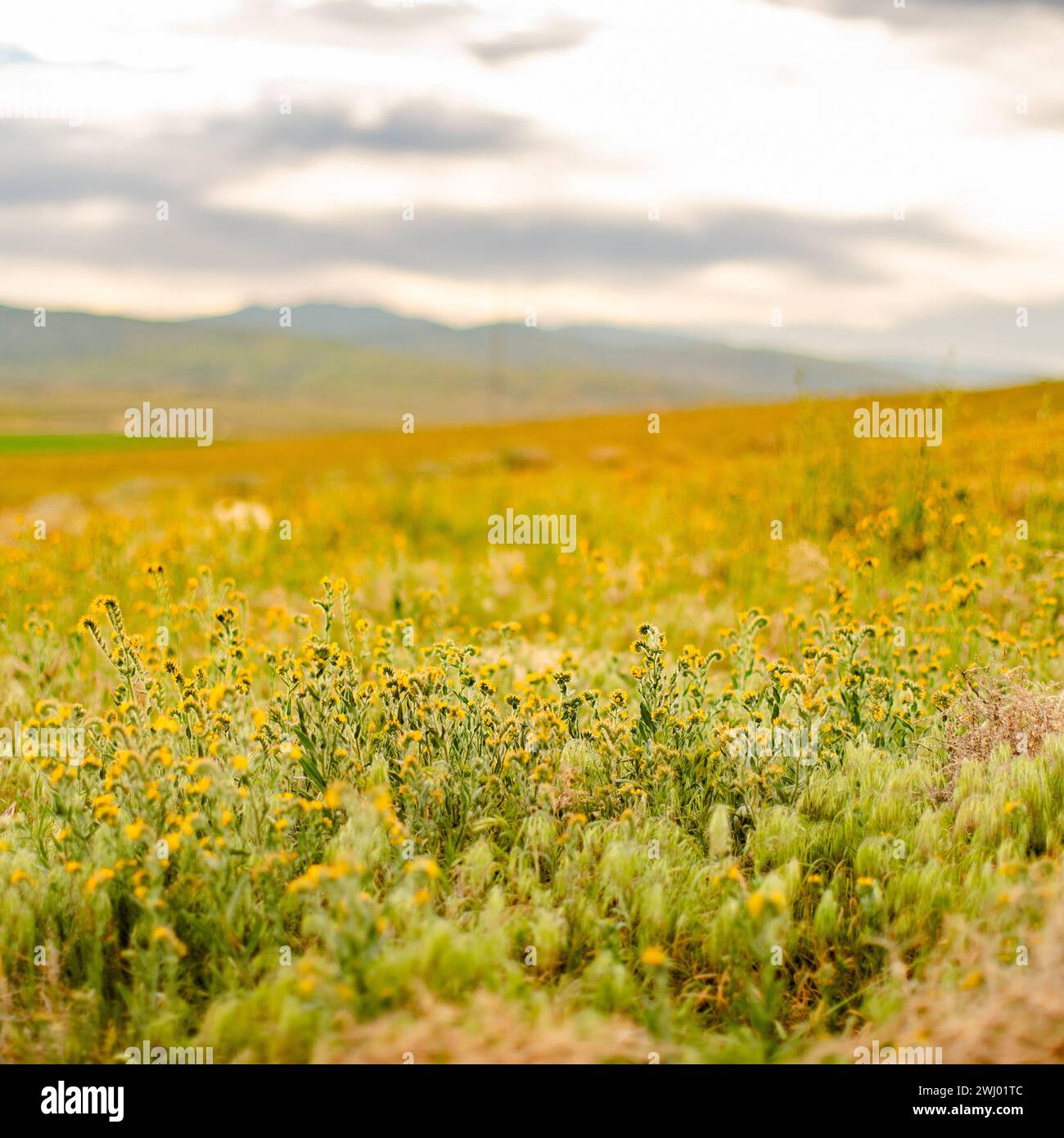 Dirt Paths, Vivid Sunset, Grassy Hills, Rolling Hills, Antelope Valley ...