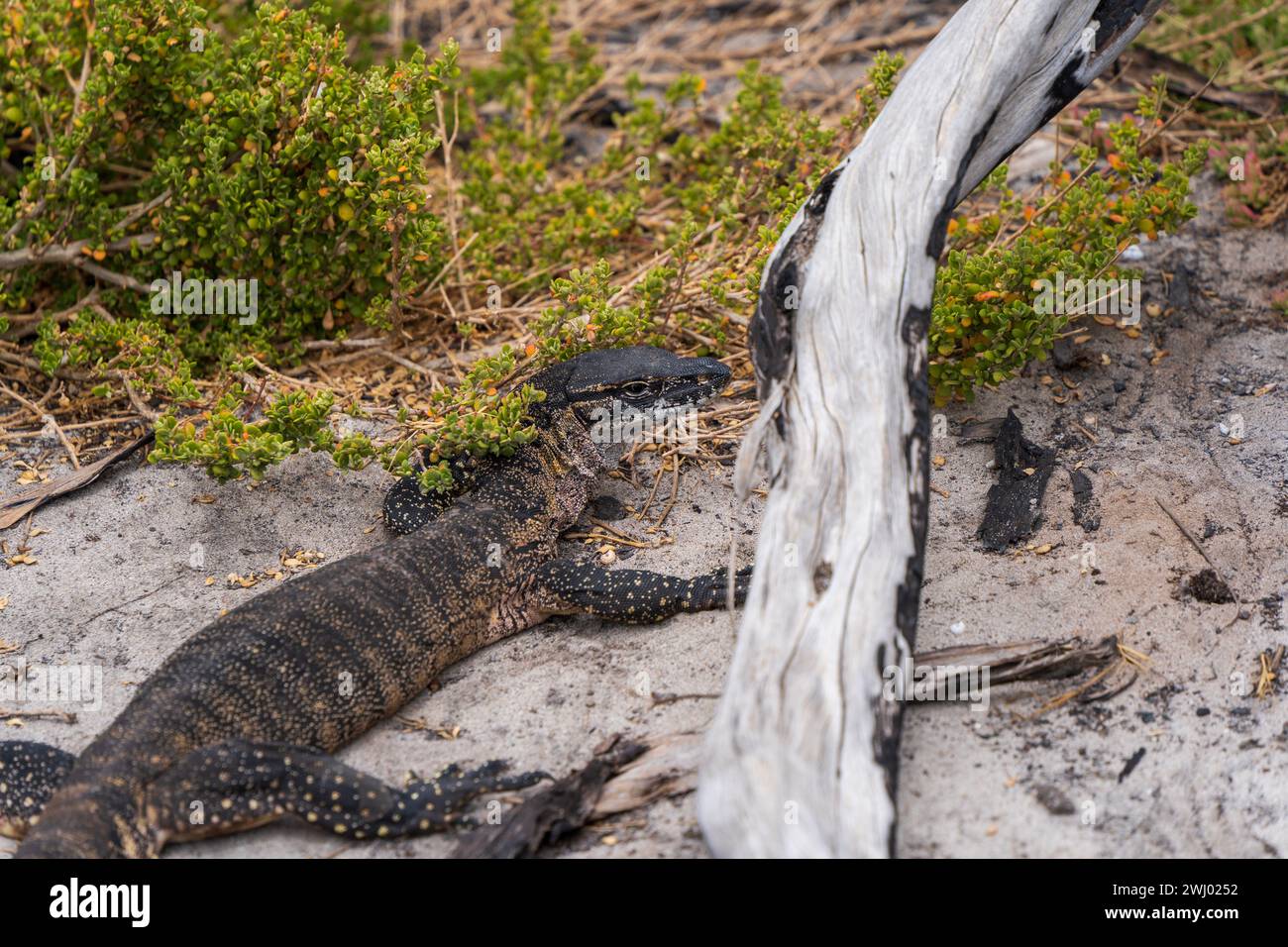Australian tree goanna hi-res stock photography and images - Alamy