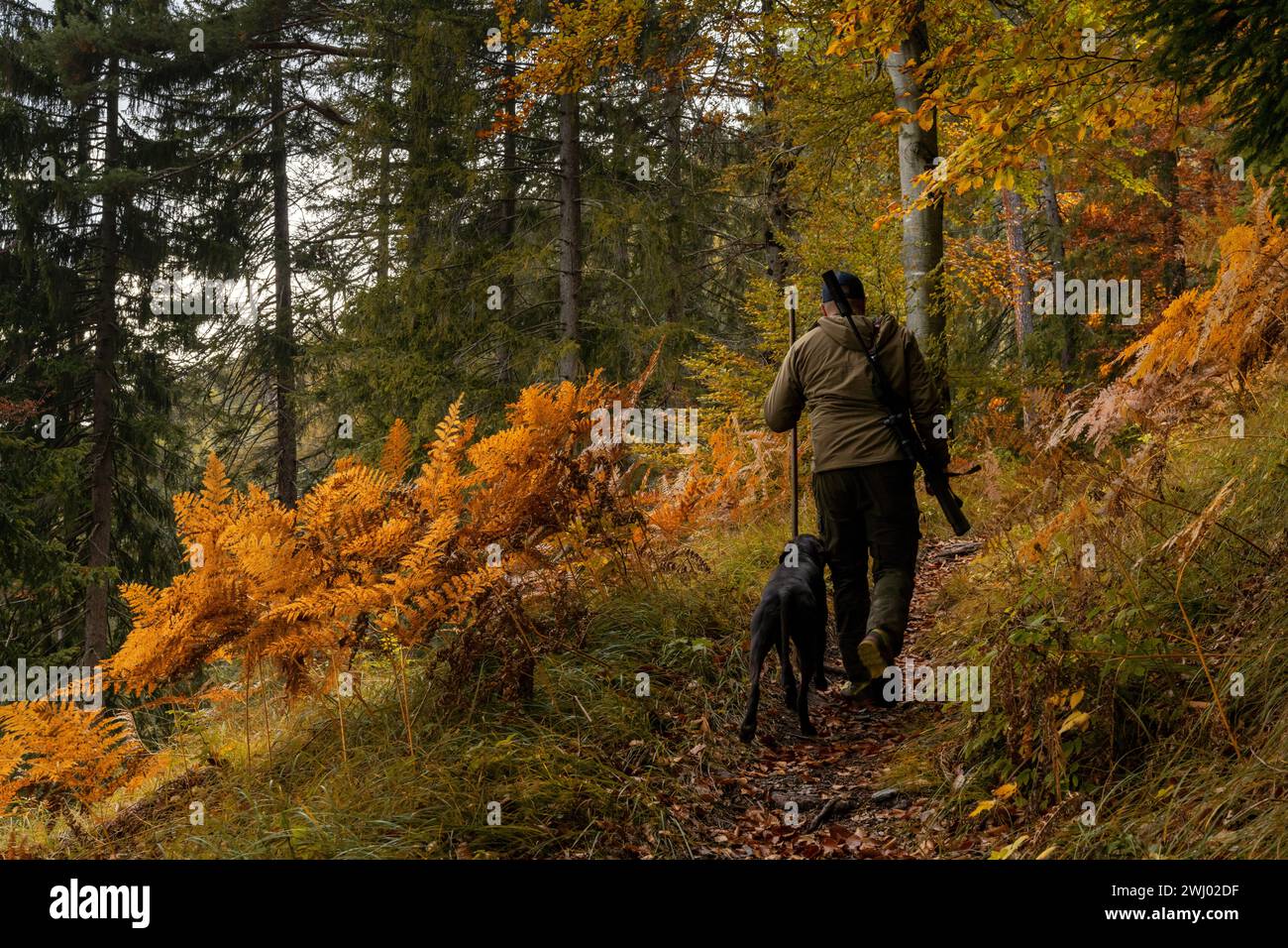 Game warden hiking through forest with German shorthaired pointer on ...