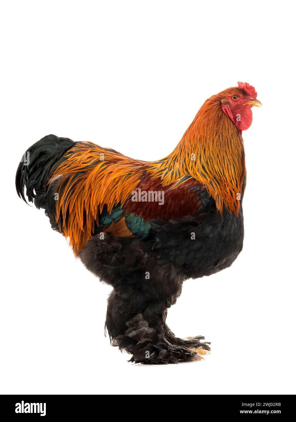 rooster Brahma isolated on white background Stock Photo - Alamy