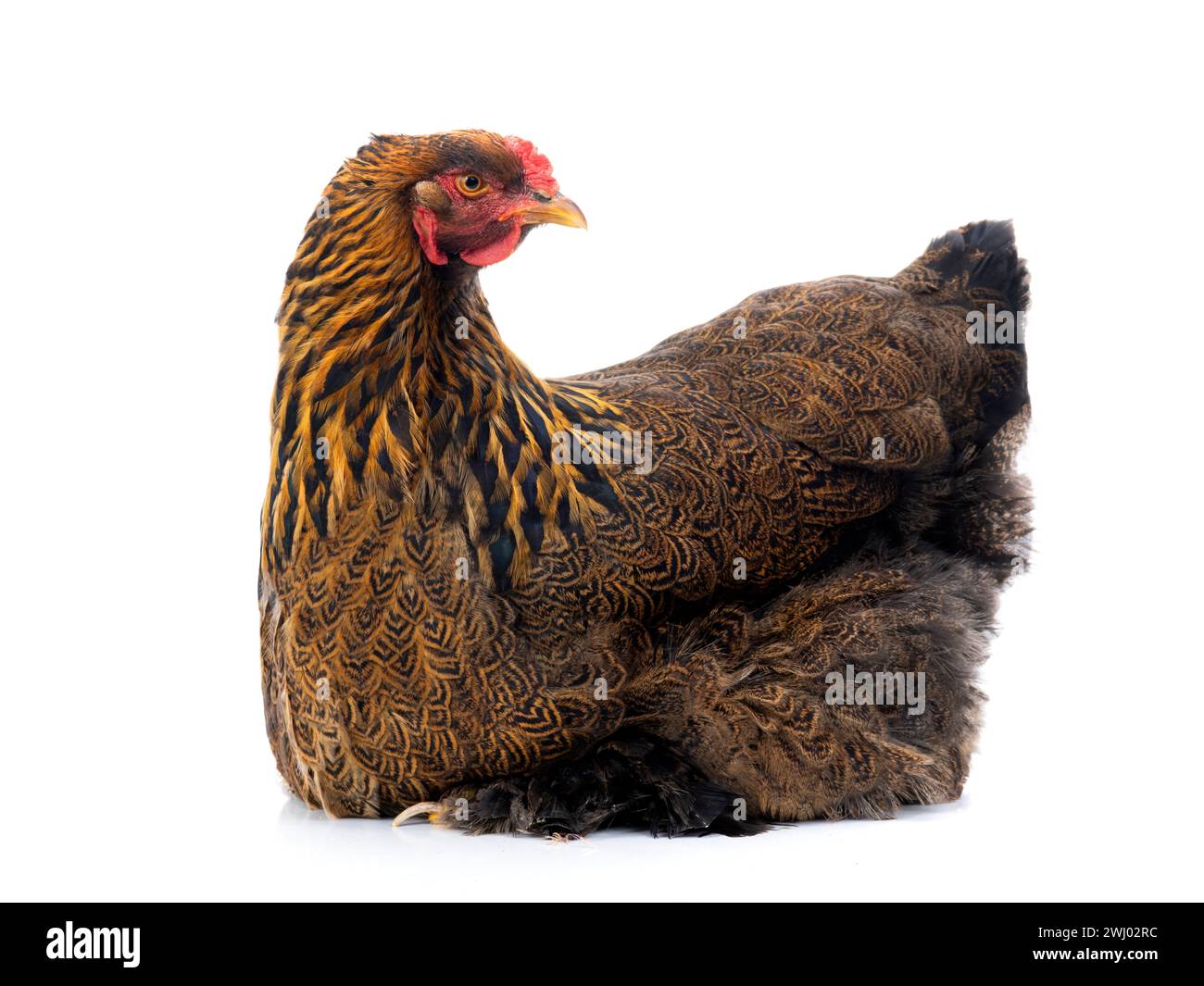 sitting chicken isolated on white background Stock Photo - Alamy